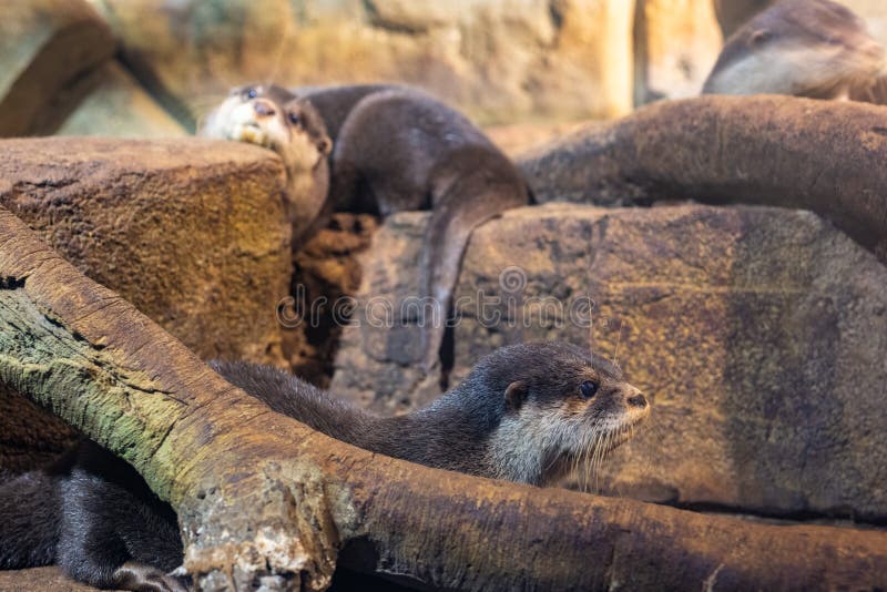 Joyful Otters Under the Care of a Human. Helping Wild Animals Stock ...