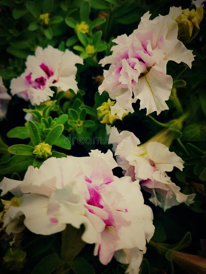 Joyful and smiling flowers stock photo. Image of flowers - 195273430