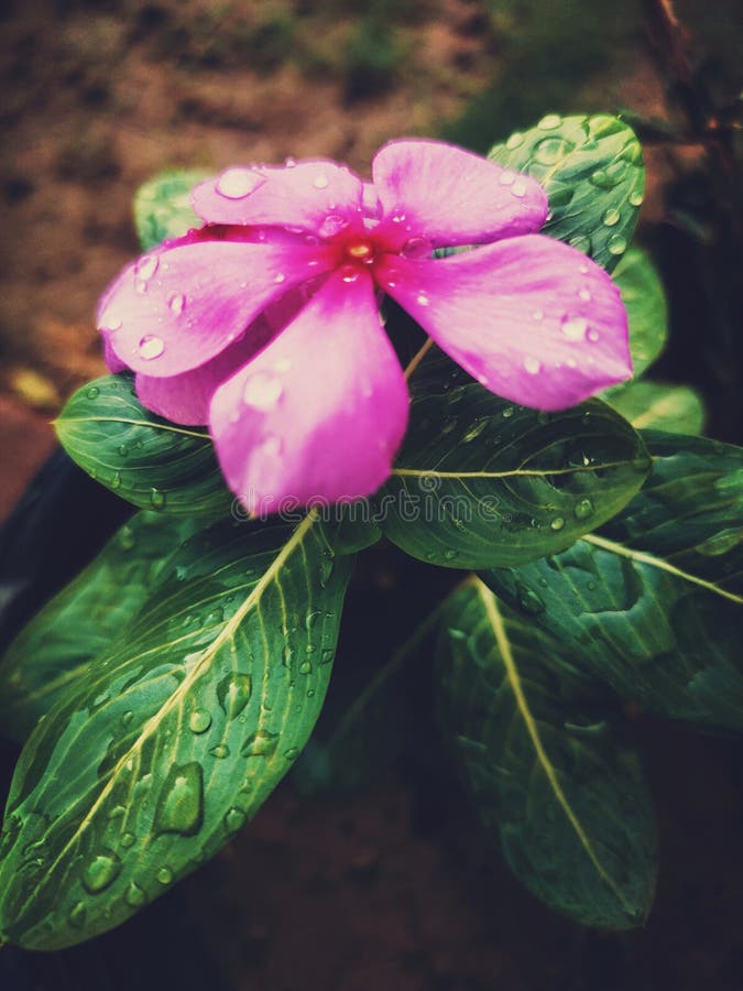 Joyful and smiling flowers stock image. Image of petal - 195273649