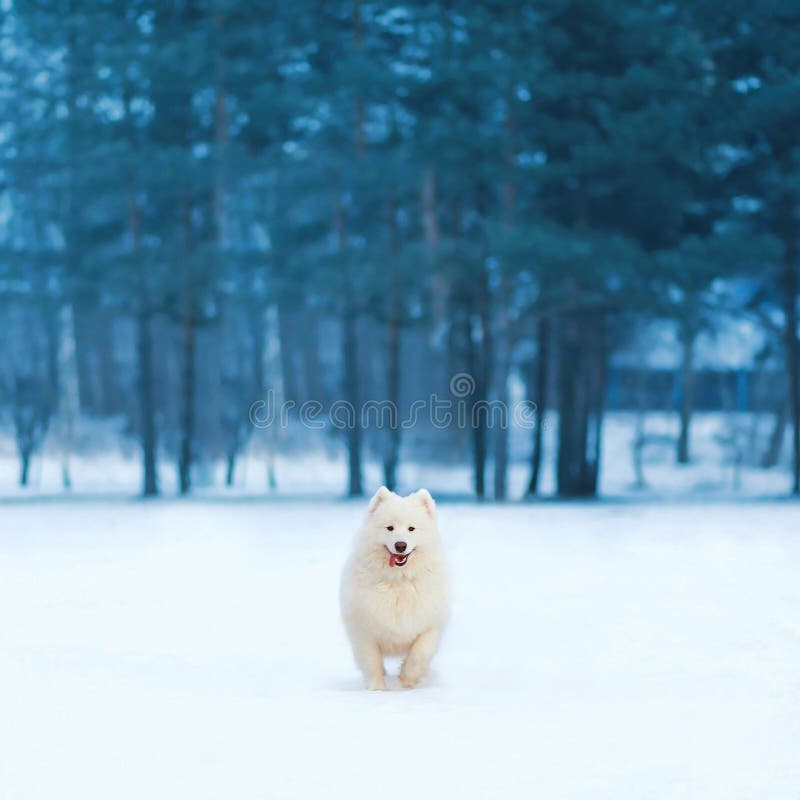 Joyful White Samoyed Dog Running on Snow at Winter Day Over Empty Copy ...