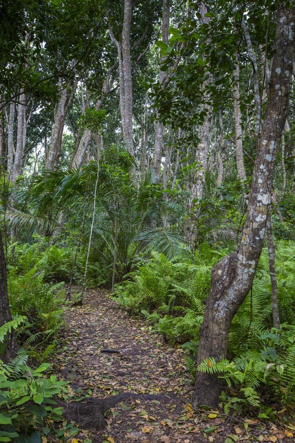 Jozani Forest, Zanzibar, Tanzania Stock Image - Image of road, plant ...