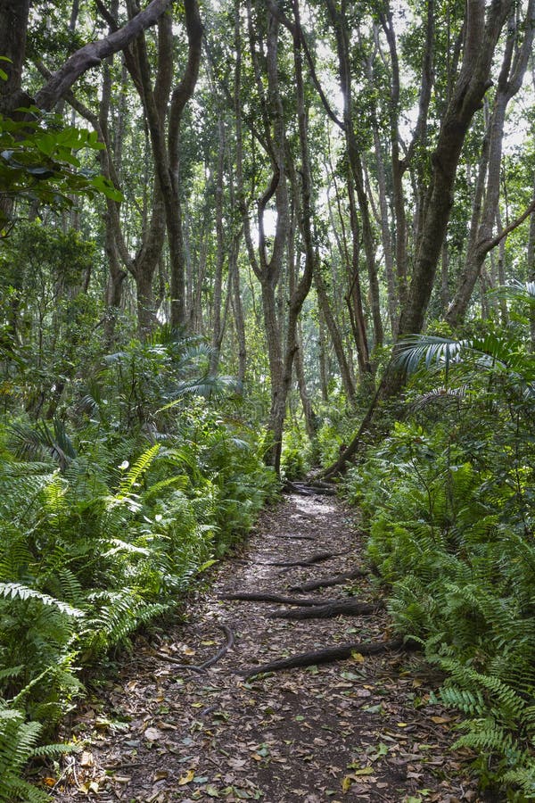 Jozani Forest, Zanzibar, Tanzania Stock Photo - Image of jozani ...