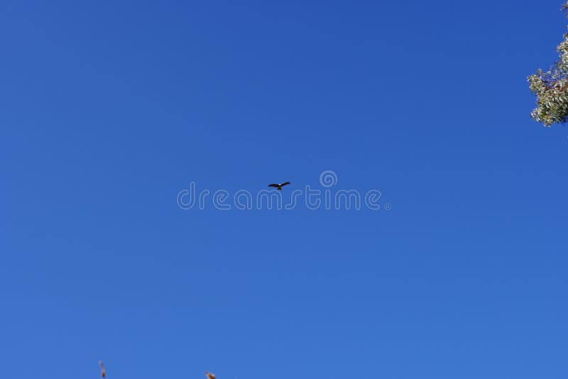 Soaring Raptor stock image. Image of glide, color, closeup - 23315957