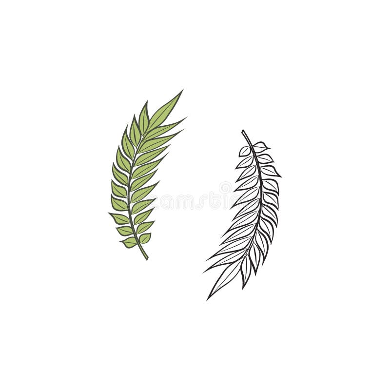 Curry Leaves Tree Stock Illustrations – 114 Curry Leaves Tree Stock ...