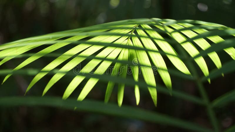 Juçara Palm Leaf, Atlantic Forest Stock Photo - Image of juçara, forest ...