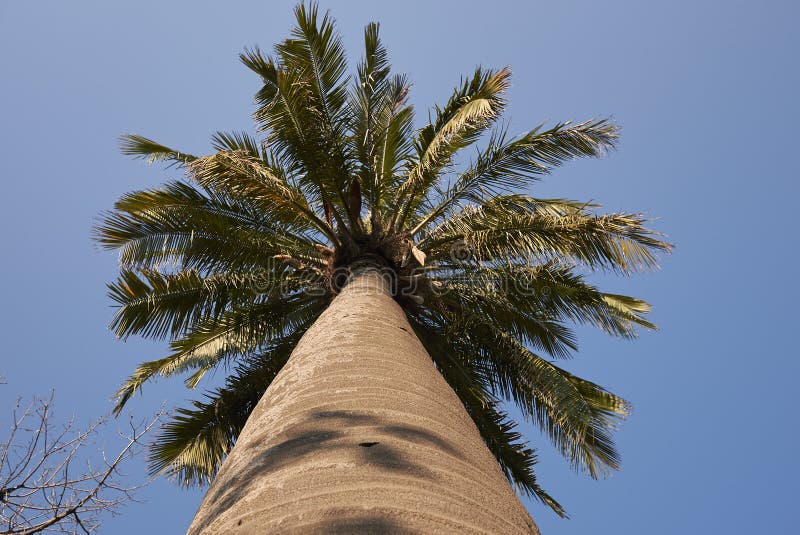 Jubaea Spectabilis Stock Photos - Free & Royalty-Free Stock Photos from ...