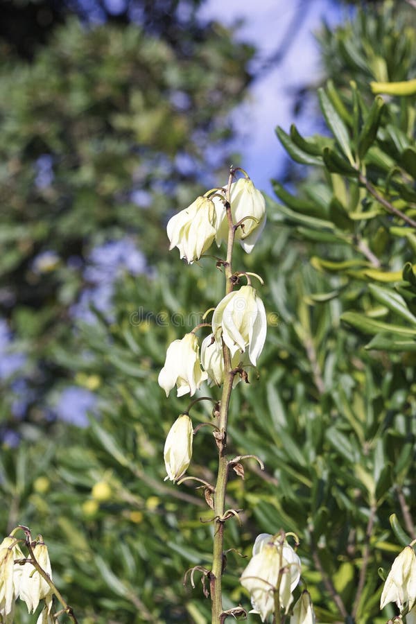 Jucca flower in a garden stock image. Image of garden - 79430859