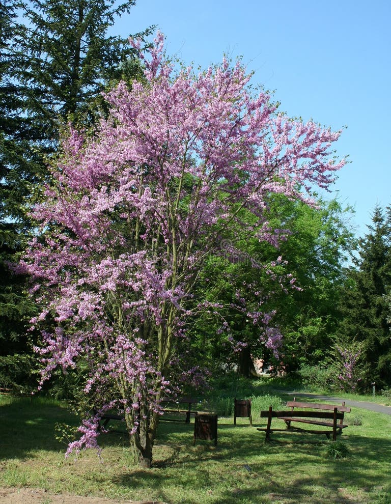2,837 Judas Tree Stock Photos - Free & Royalty-Free Stock Photos from ...