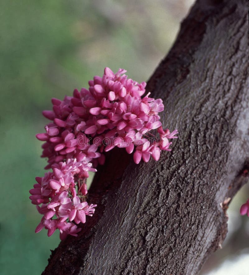 Judas Tree Aka Redbud Tree Close Up Stock Photo - Image of lavender ...
