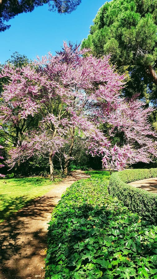 Judas tree in blossom stock photo. Image of green, blossom - 112576154