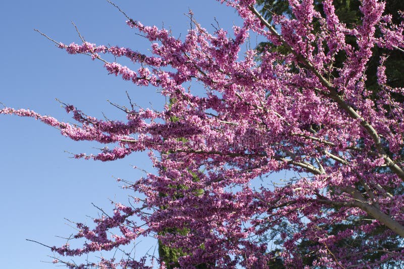 Judas Tree Cercis Canadensis. Blossoming Tree Against the Blue Sky ...