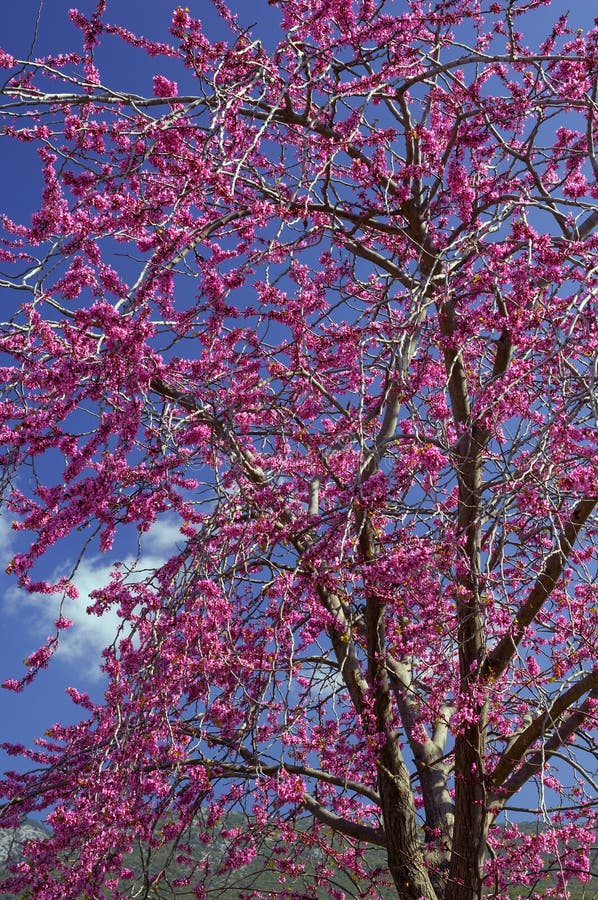Judas Tree-Cercis Siliquastrum Stock Image - Image of season, tree: 3580743