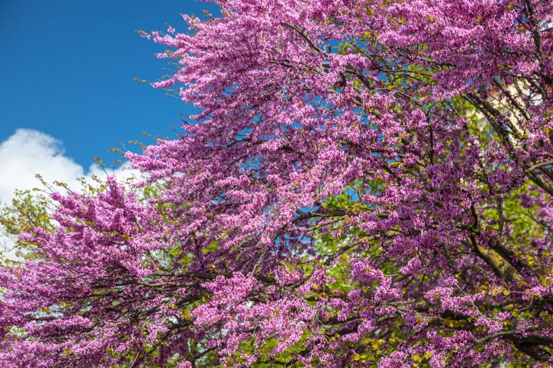 Judas Tree, or Cercis Siliquastrum in Bloom Stock Photo - Image of ...