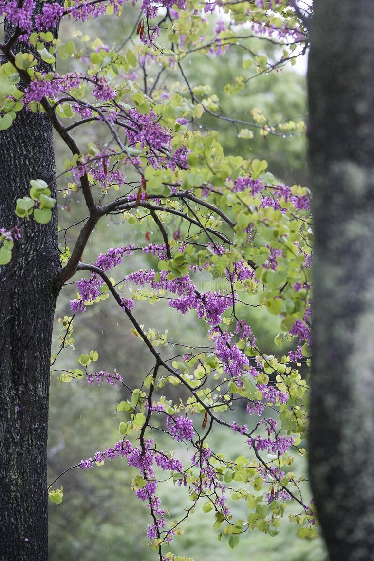 3,180 Judas Tree Stock Photos - Free & Royalty-Free Stock Photos from ...