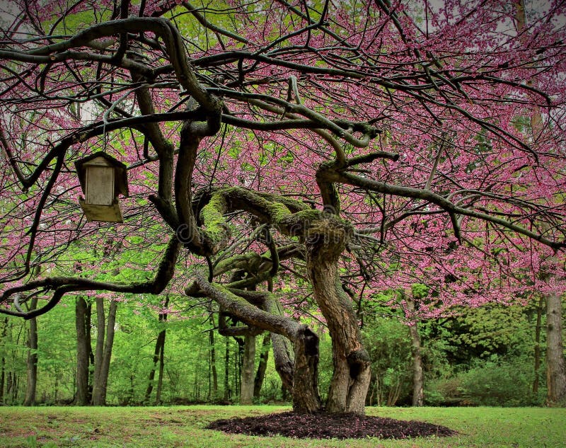Judas tree from down below stock photo. Image of upstate - 92829234