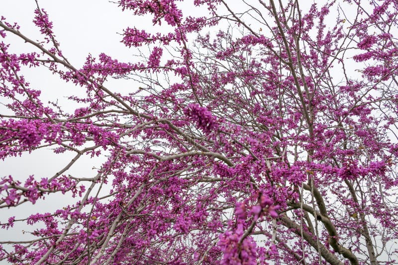 Judas Tree at Ein Afek Nature Reserve Stock Image - Image of plants ...