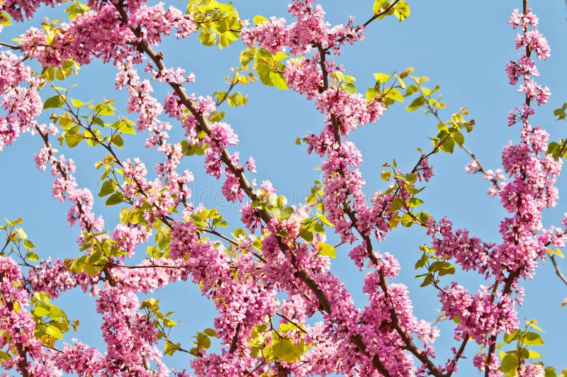 Judas Tree Flower and Leaves Stock Image - Image of judas, environment ...
