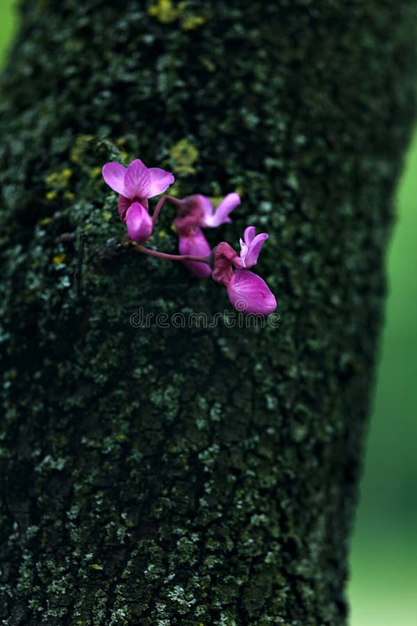 Judas Tree Inflorescence on the Trunk Seen Up Close Stock Image - Image ...