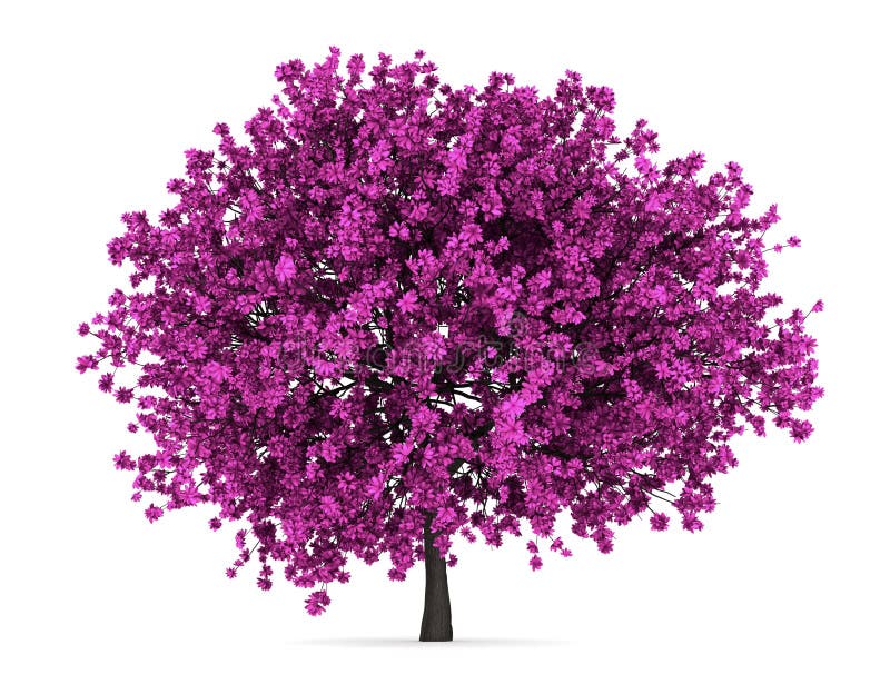 Judas Tree Isolated on White Stock Image - Image of cutout, trunk: 23852537
