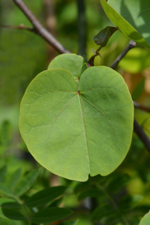 Judas tree stock photo. Image of green, spring, botany - 158650736