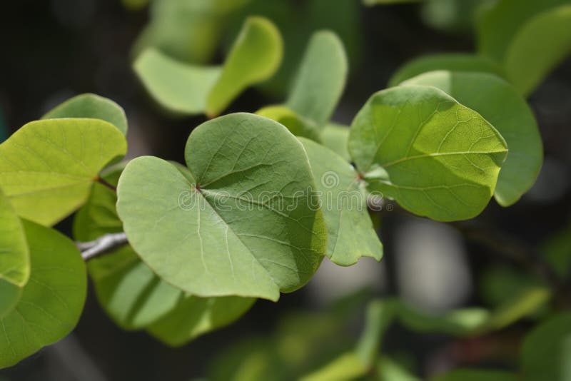 Judas tree stock image. Image of cercis, branch, summer - 235422671