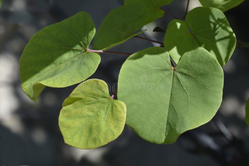 Judas tree stock image. Image of green, judastree, nature - 235954981