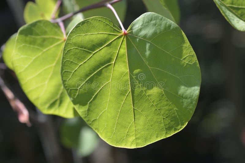 Judas tree stock photo. Image of siliquastrum, branch - 356182066