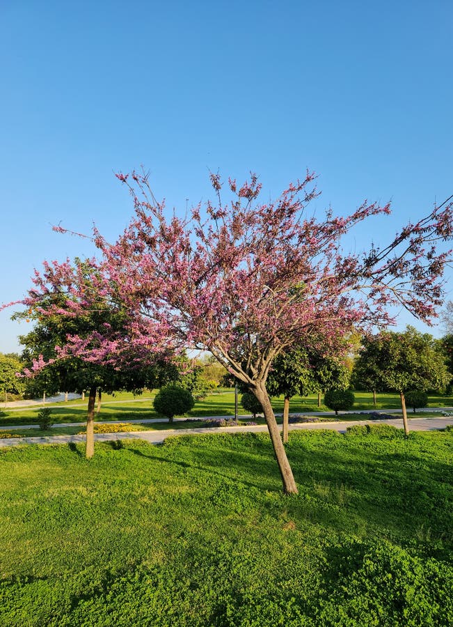 A Judas Tree in a Park in Spring Stock Image - Image of color ...