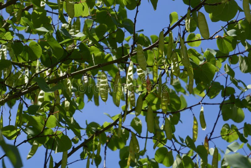 Judas Tree Seed Pods and Fresh Leaves on Branches Stock Image - Image ...