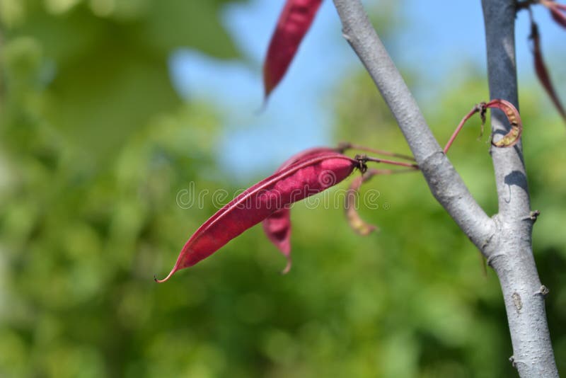 Judas tree stock image. Image of judastree, seed, botany - 208588123