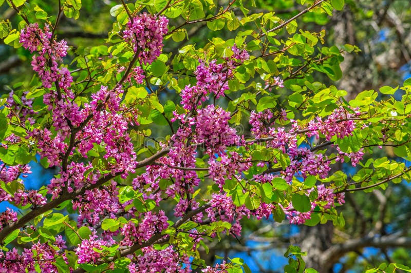 Judas tree in spring stock photo. Image of beautiful - 71657108