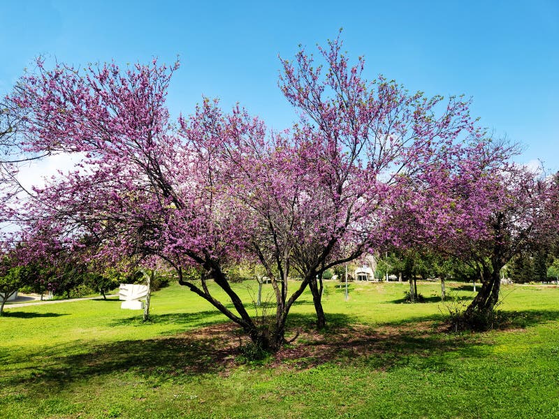 Judas Trees in a Park in Spring Stock Image - Image of wildflower ...