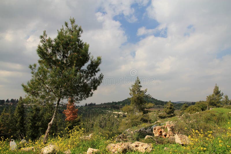 Judea Landscape stock image. Image of judea, flora, flower - 52389381