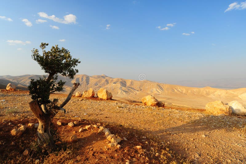 Judea Mountains stock image. Image of dead, olive, area - 13100855