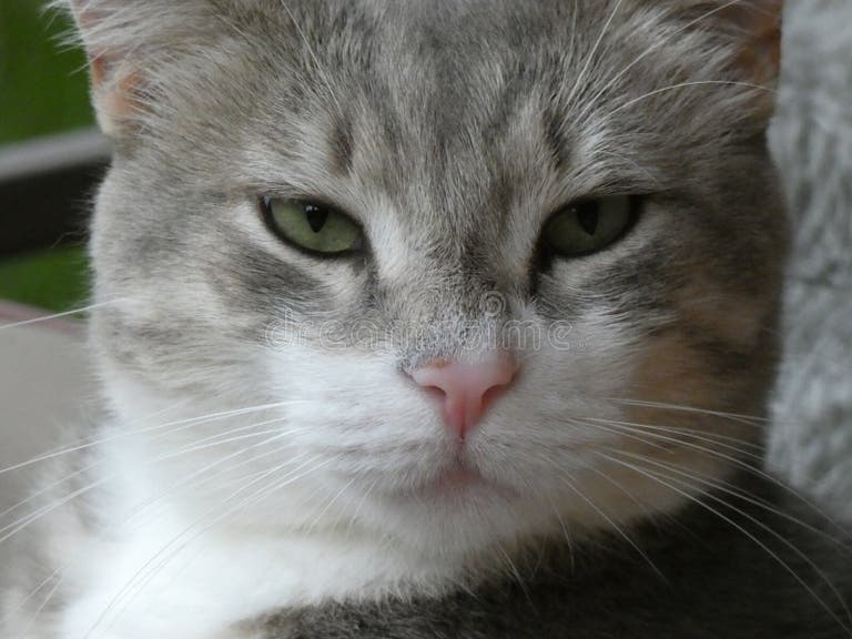 Judging cat stock image. Image of judging, looks, nothappy - 285425435