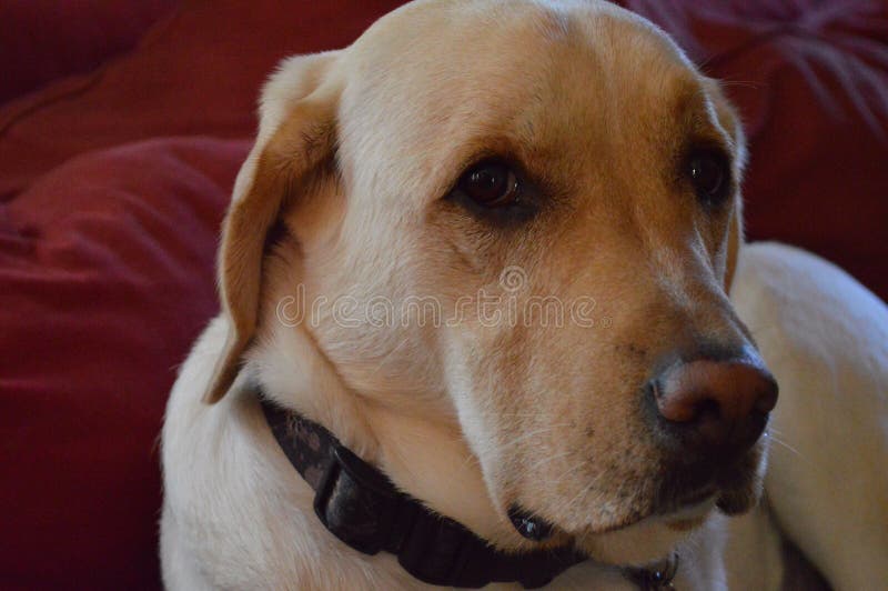 Judgmental Dog Stock Photos - Free & Royalty-Free Stock Photos from ...