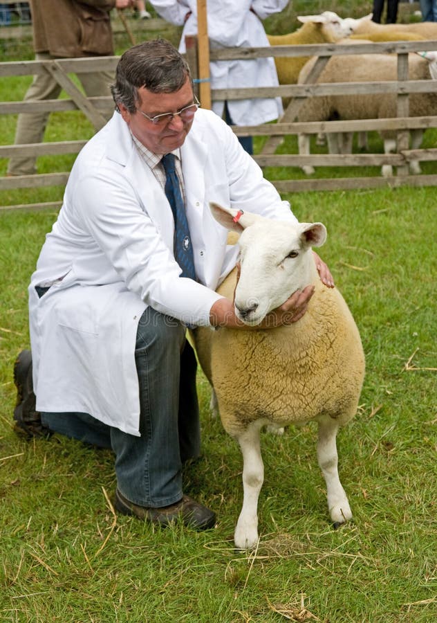 Judging the sheep. editorial image. Image of fleece, golden - 15555880