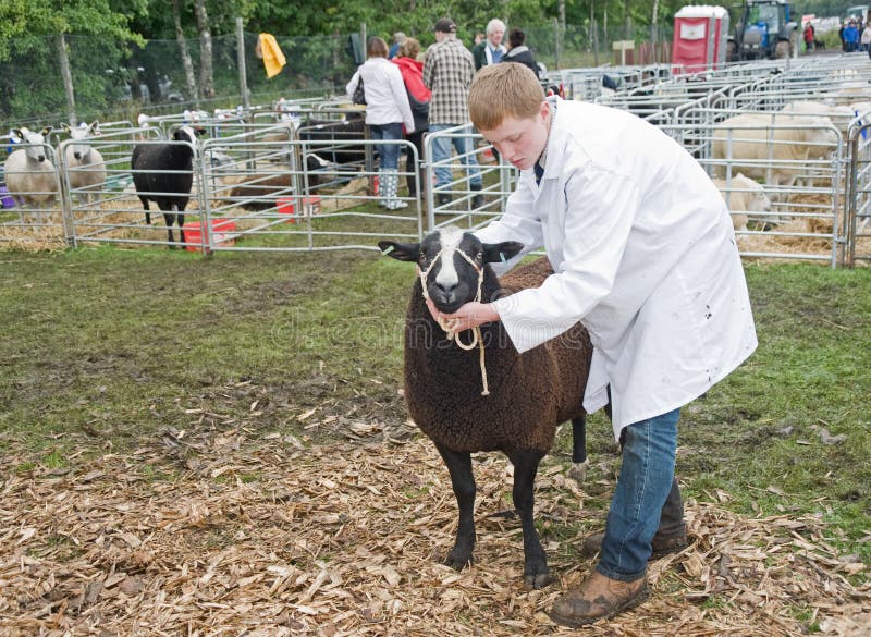 Sheep judging 2 editorial stock image. Image of wool - 31708944