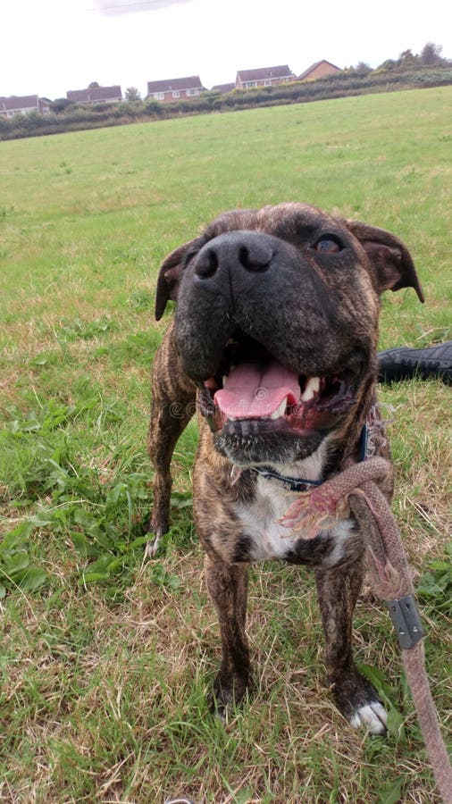 Judo dog stock photo. Image of judo, beutifull, little - 155564788