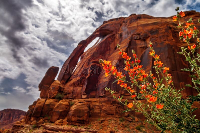 Jug Handle Arch and Wild Flowers Stock Photo - Image of landscape ...