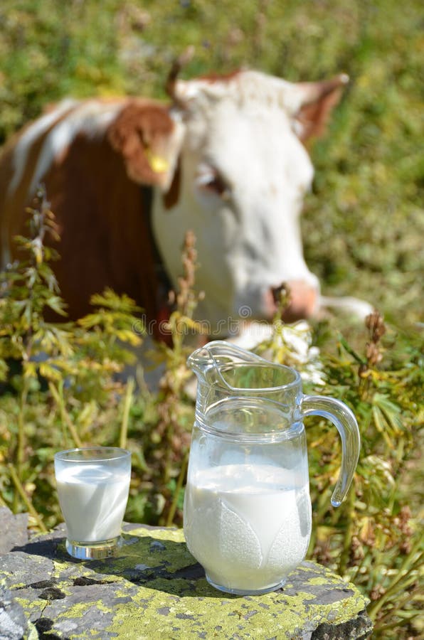 Jug of milk stock photo. Image of farm, cattle, dairy - 29074148