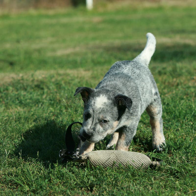Jugando Cachorro De Perro De Ganado Australiano Imagen de archivo ...