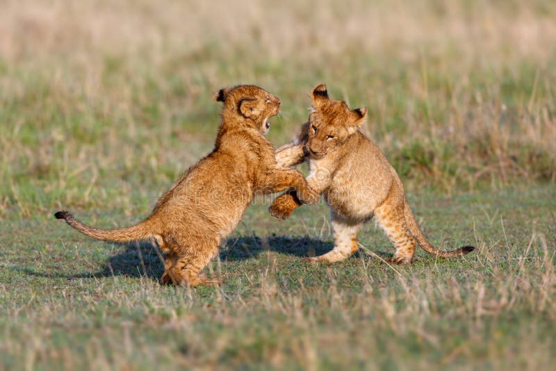 Cachorros De León Jugando 100+] Fondos De Fotos De Cachorro De León