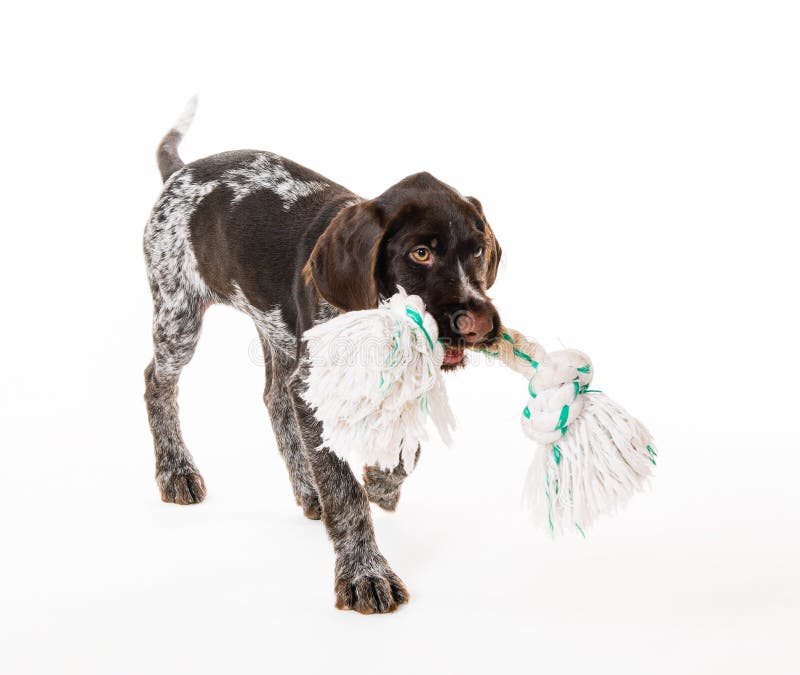 Jugar el perrito imagen de archivo. Imagen de hembra - 33572979