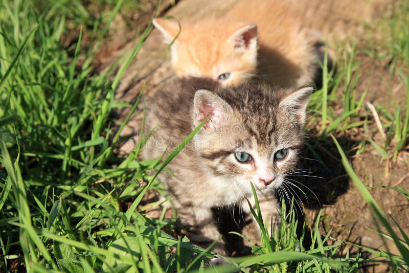 Jugar pequeños gatos imagen de archivo. Imagen de felino - 31383285