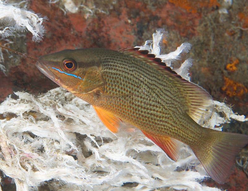 Jugendliches Graues Rotbarsch-Lutjanus Griseus Stockfoto - Bild von ...