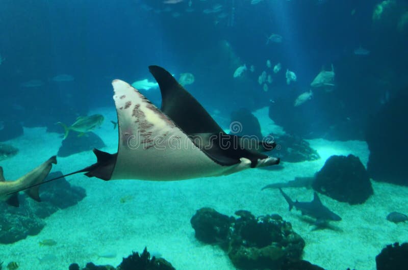 Juggernaut in an aquarium stock photo. Image of sand - 62218258