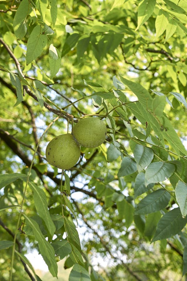 Fruit Close Up of Juglans Nigra Tree Stock Image - Image of leaf ...