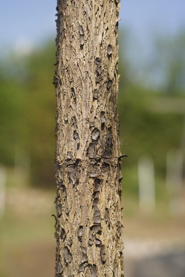 Juglans Nigra Walnut Tree Trunk on Blurred Background. Slightly Shallow ...