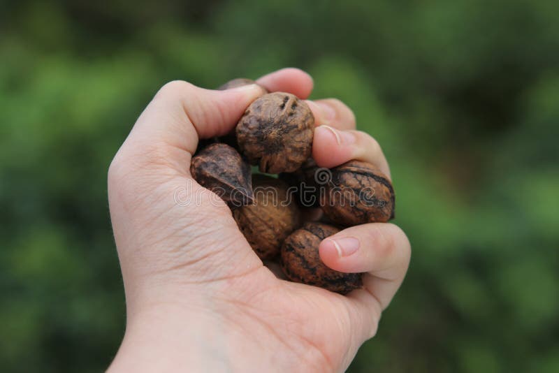 Nuts in hand stock photo. Image of juglans, hand, blurred - 102649078